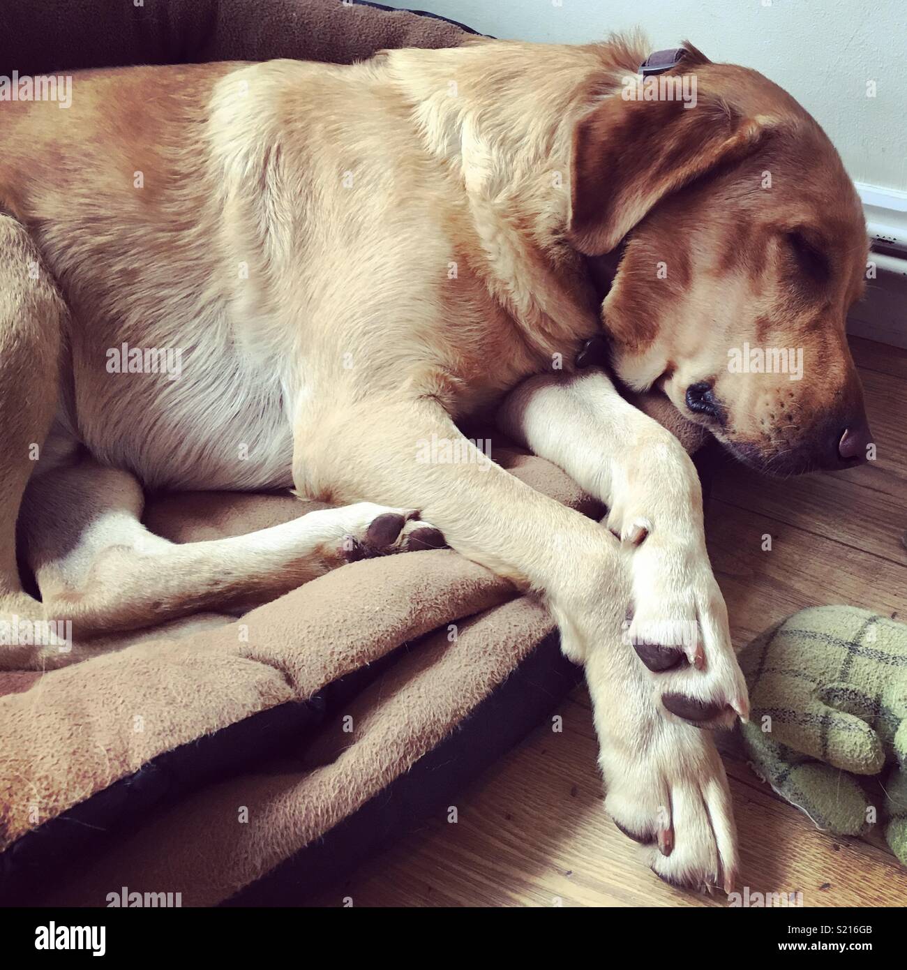 Labrador chilling hi-res stock photography and images - Alamy