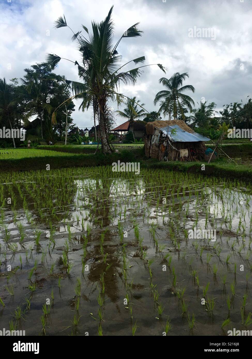 Rice paddy bali hi-res stock photography and images - Alamy