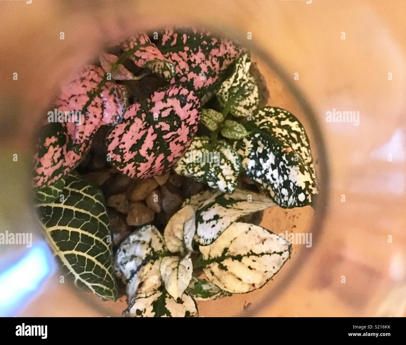 Terrarium Indoor High Resolution Stock Photography and Images - Alamy