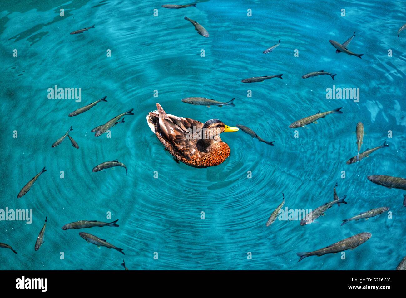 Duck in clear water with fish Stock Photo - Alamy