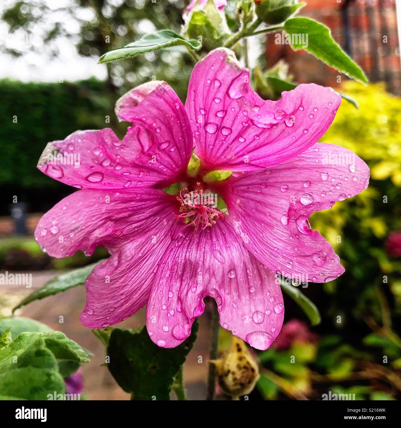 Rain flower hi-res stock photography and images - Alamy