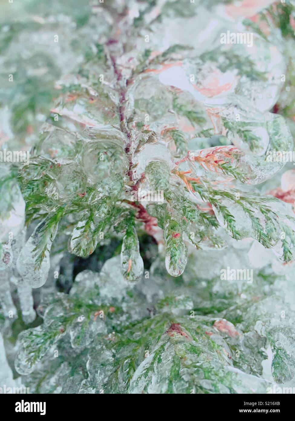 Perfectly Preserved. Frozen branches on a small conifer tree during a ...