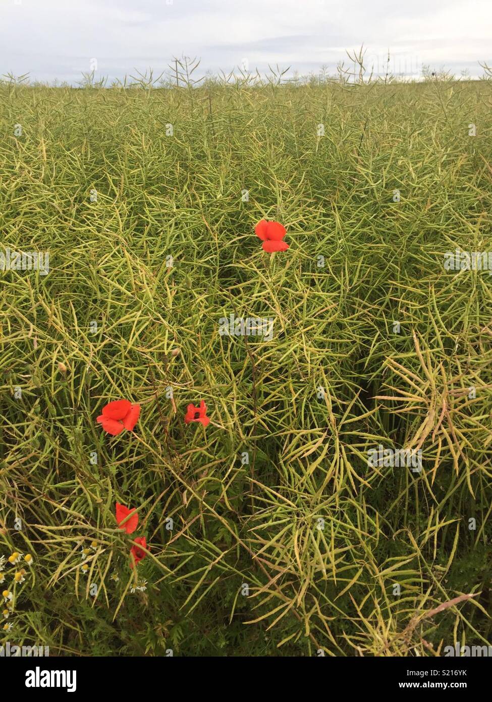 Poppy field near Frontline for Battle of the Somme, which took place ...