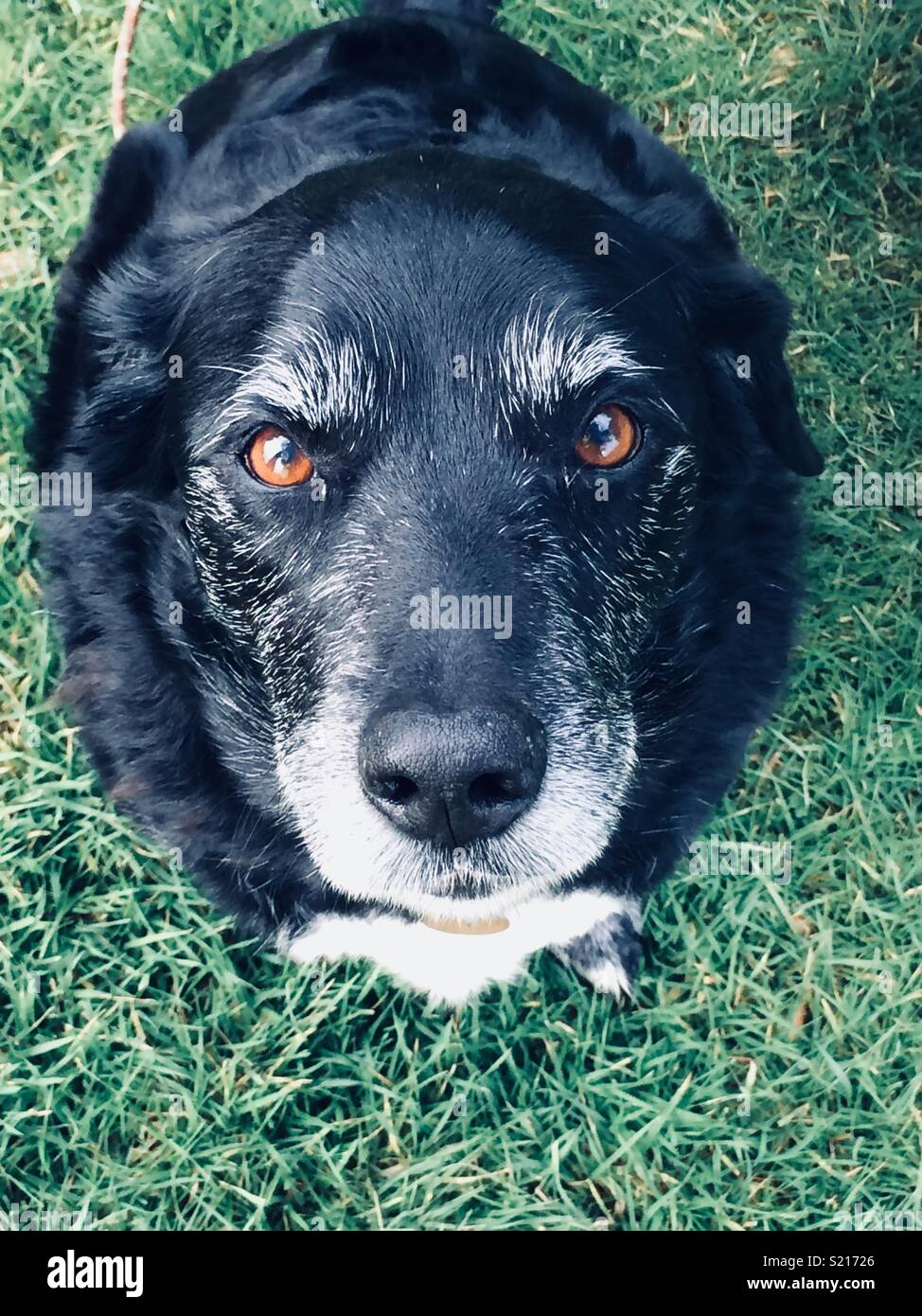 Wise Charlie Dog Stock Photo - Alamy