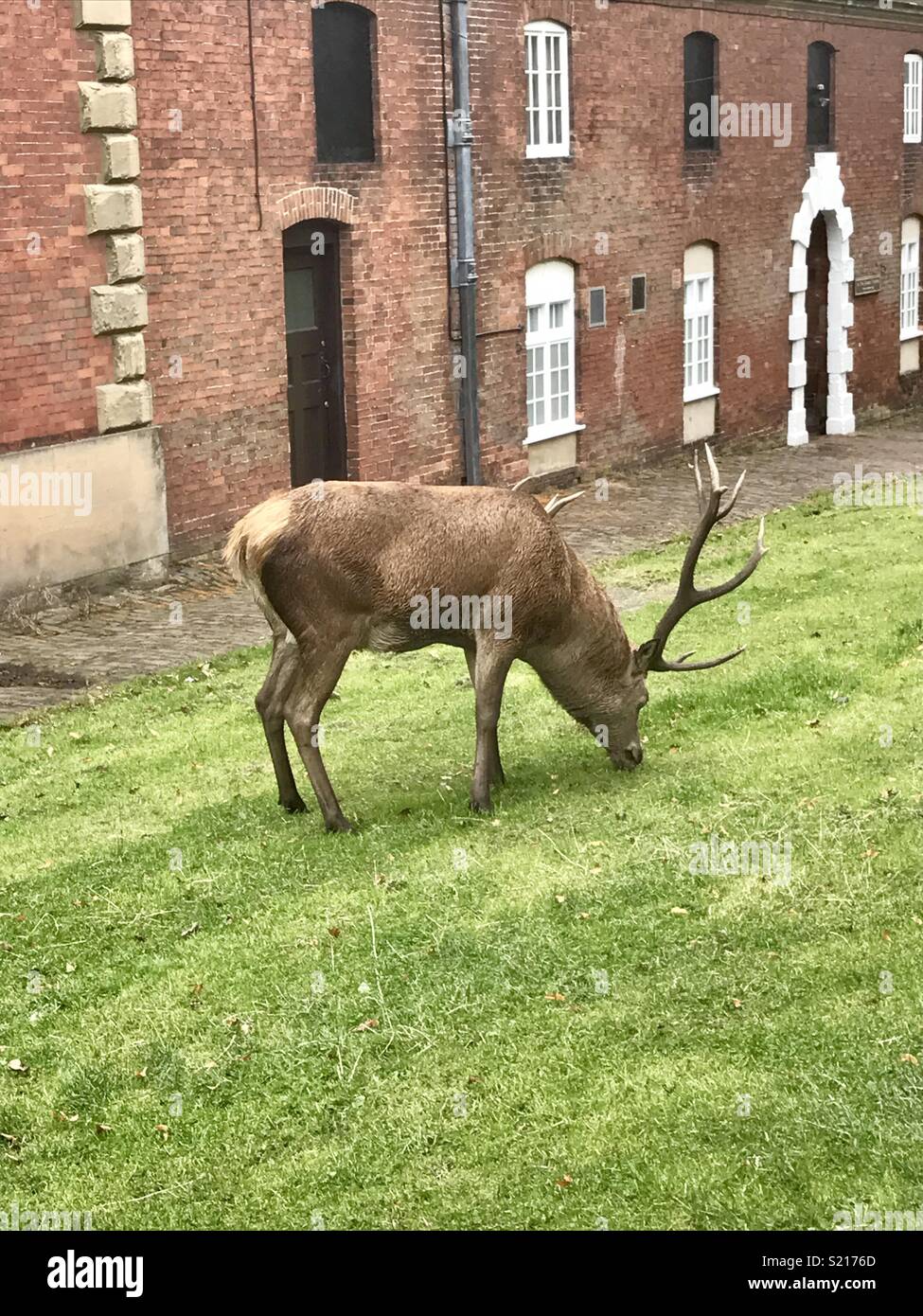 Stag standing outside Wollaton Hall outbuildings Stock Photo - Alamy