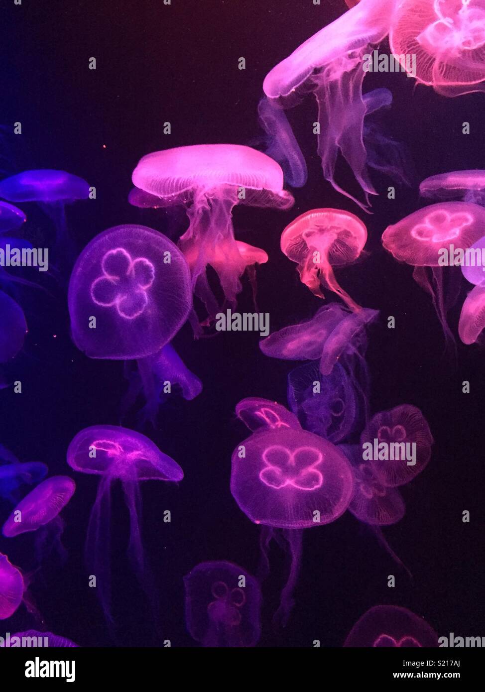 Pink jelly fish hi-res stock photography and images - Alamy