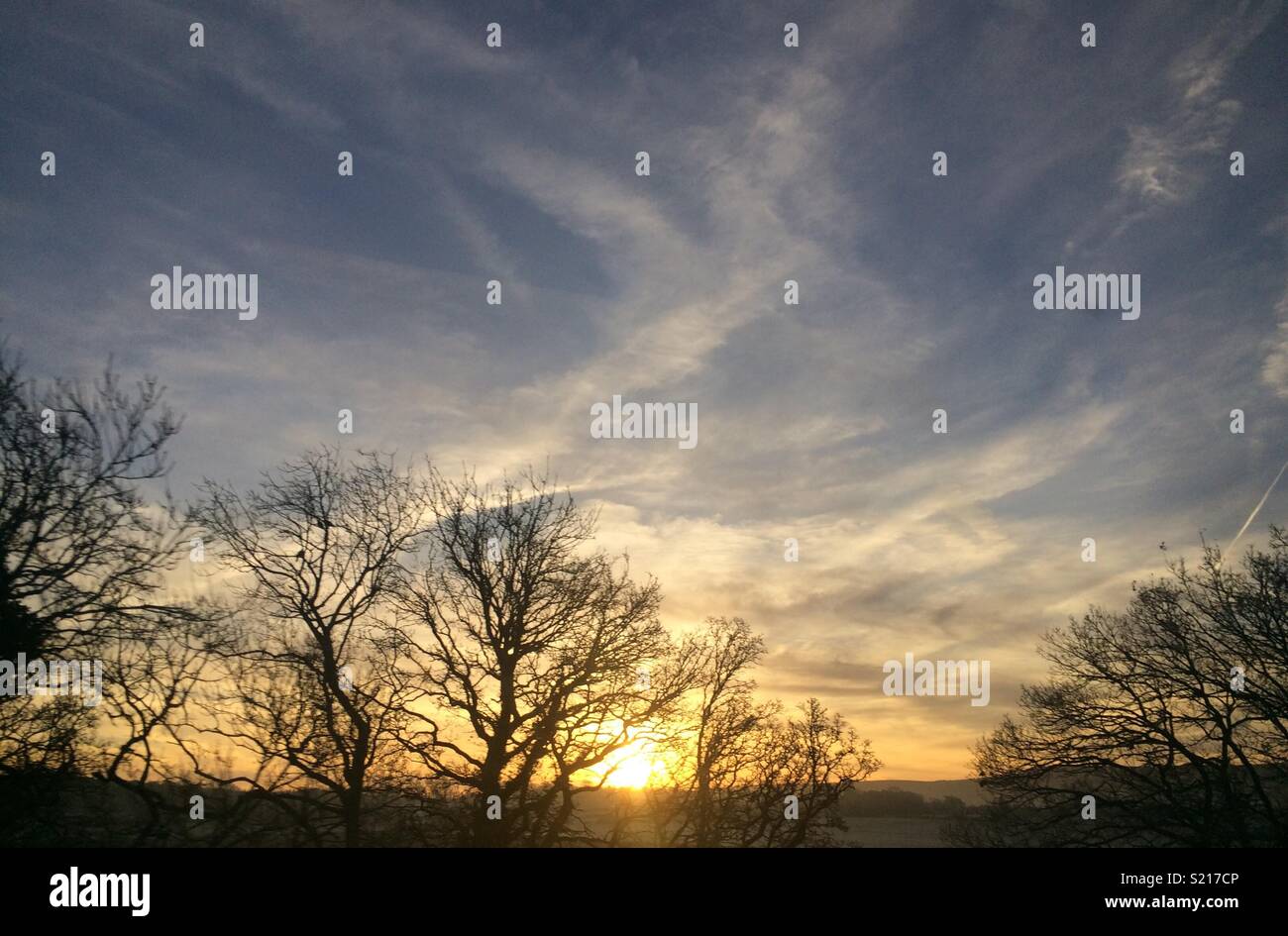 Trees at twilight Stock Photo - Alamy