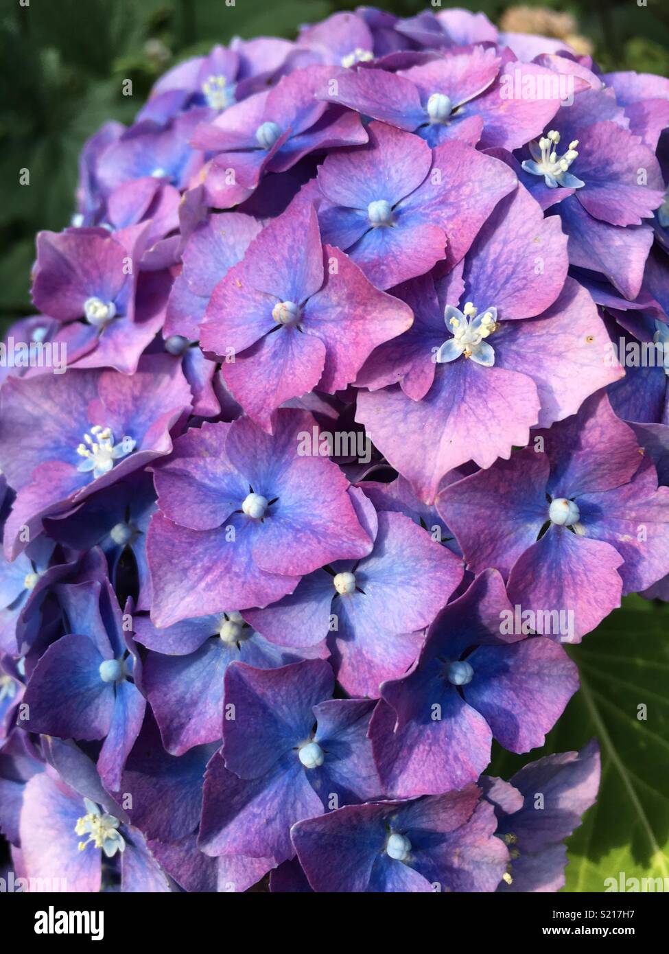 Purple blue hydrangea flower Stock Photo - Alamy