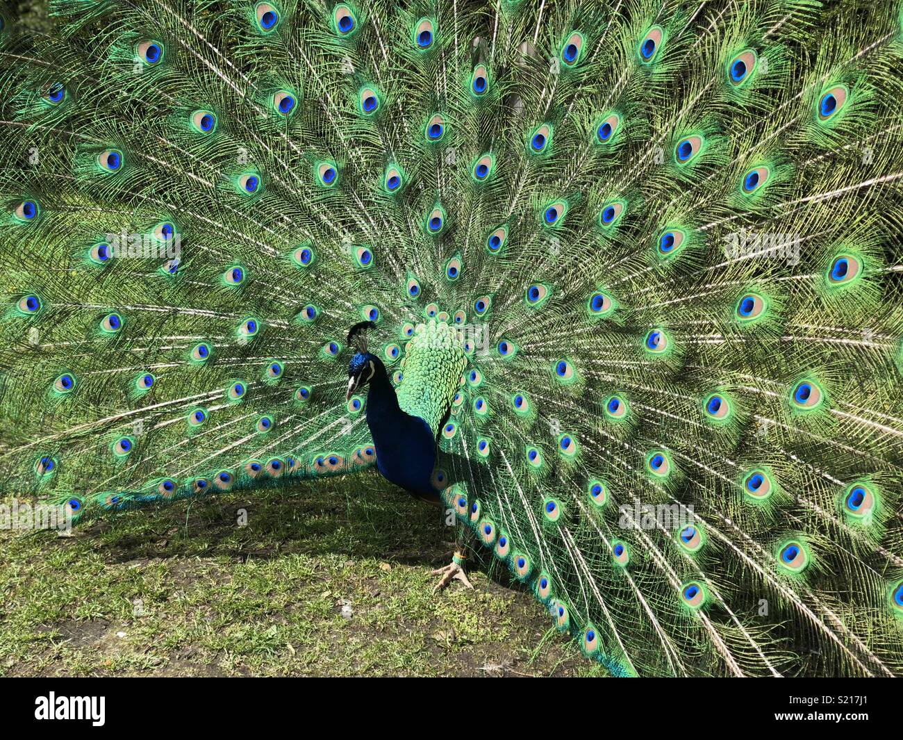 Peacock in full bloom Stock Photo - Alamy