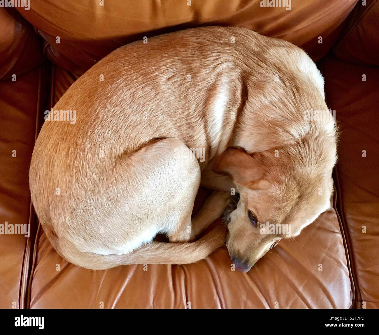 Golden Labrador curled up on brown leather sofa Stock Photo - Alamy