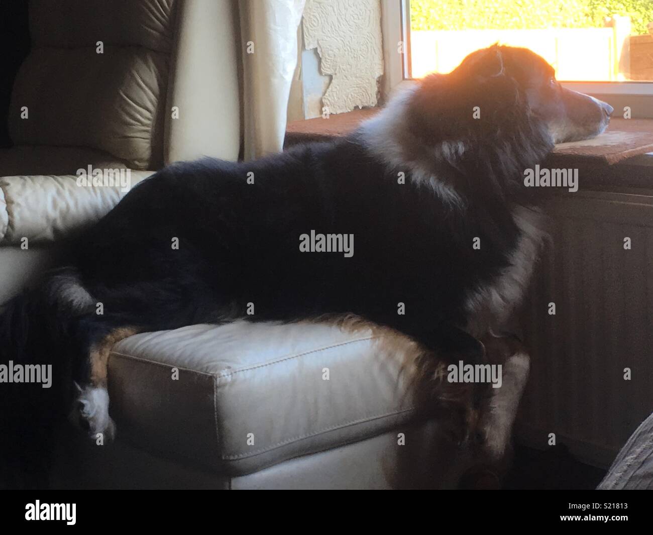 Hard life of dog hi-res stock photography and images - Alamy