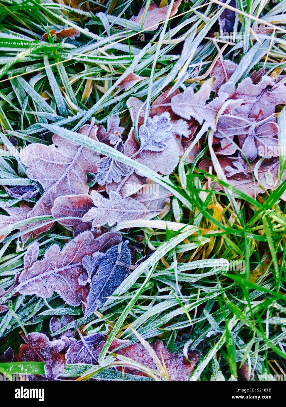 Frozen Oak. Beautiful crisp frozen leaves fallen from a nearby Oak ...