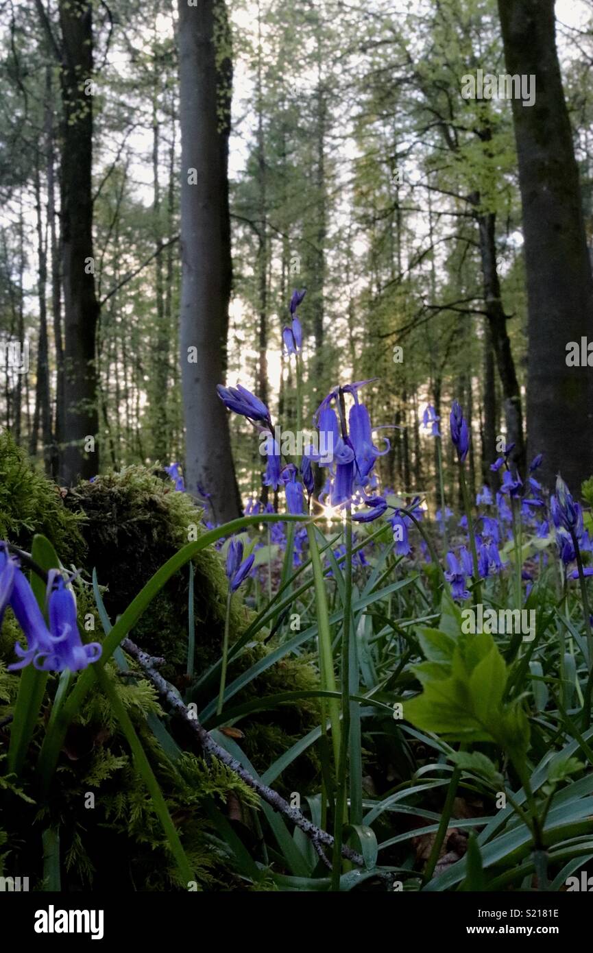 Life in nature Stock Photo - Alamy