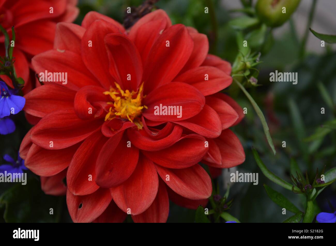 Red flower at garden hi-res stock photography and images - Alamy
