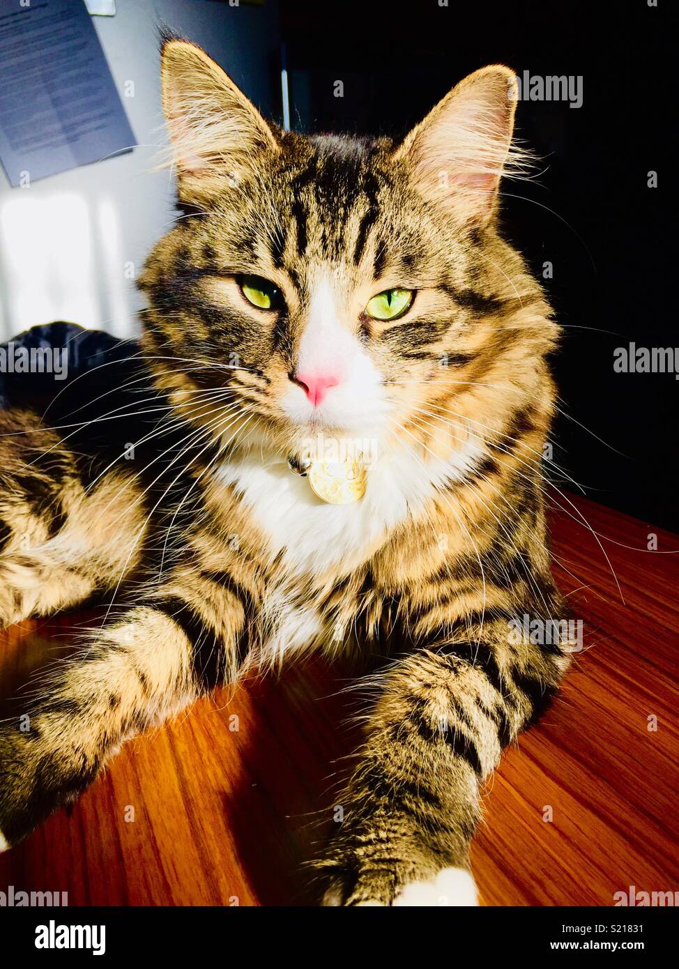 Sun bathing cat Stock Photo - Alamy