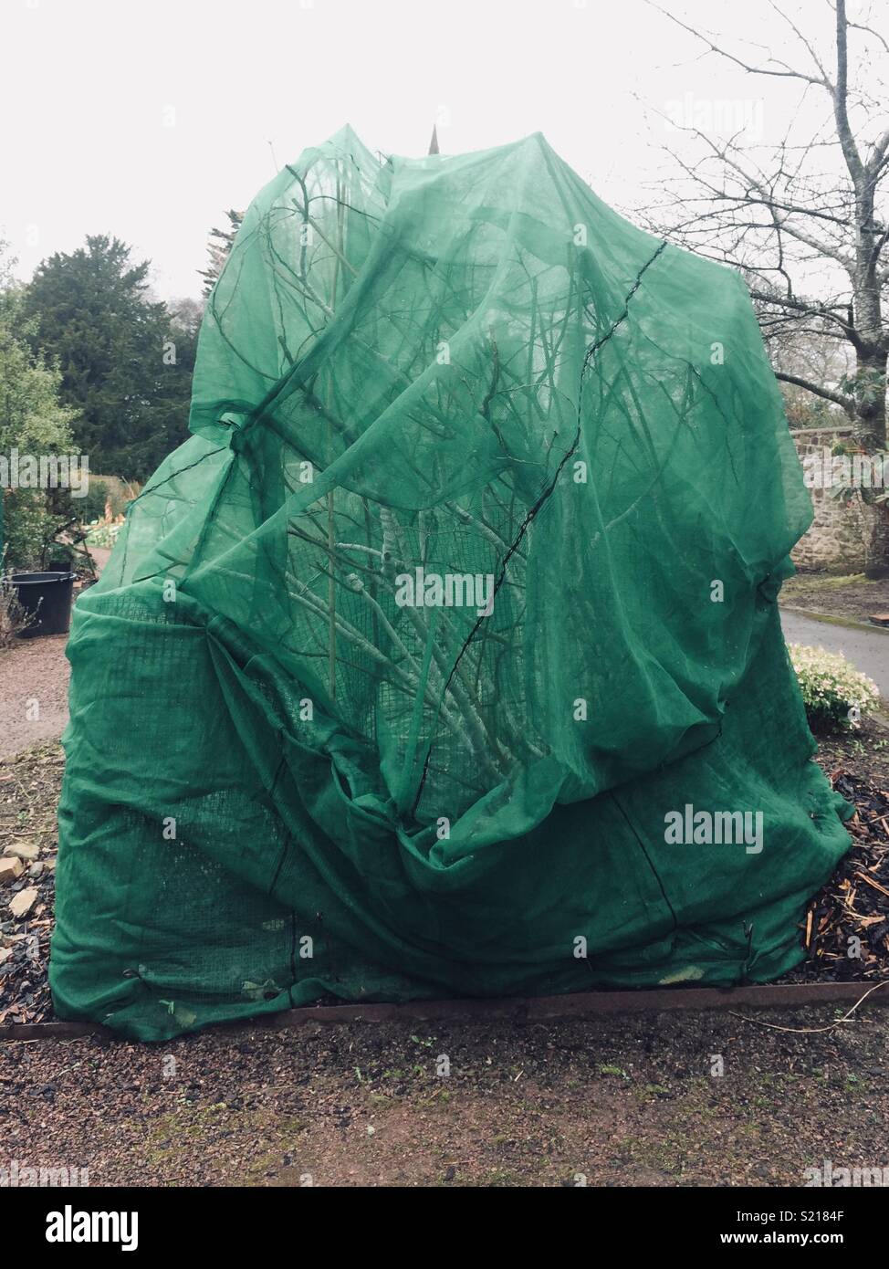 Plant cover hi-res stock photography and images - Alamy