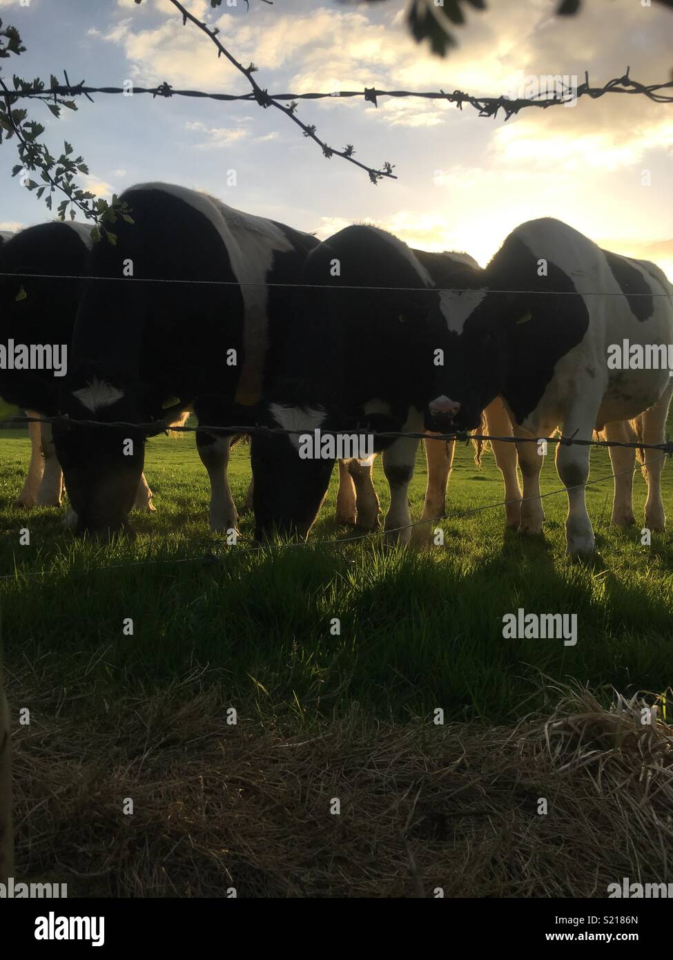 Farmyard animals hi-res stock photography and images - Alamy
