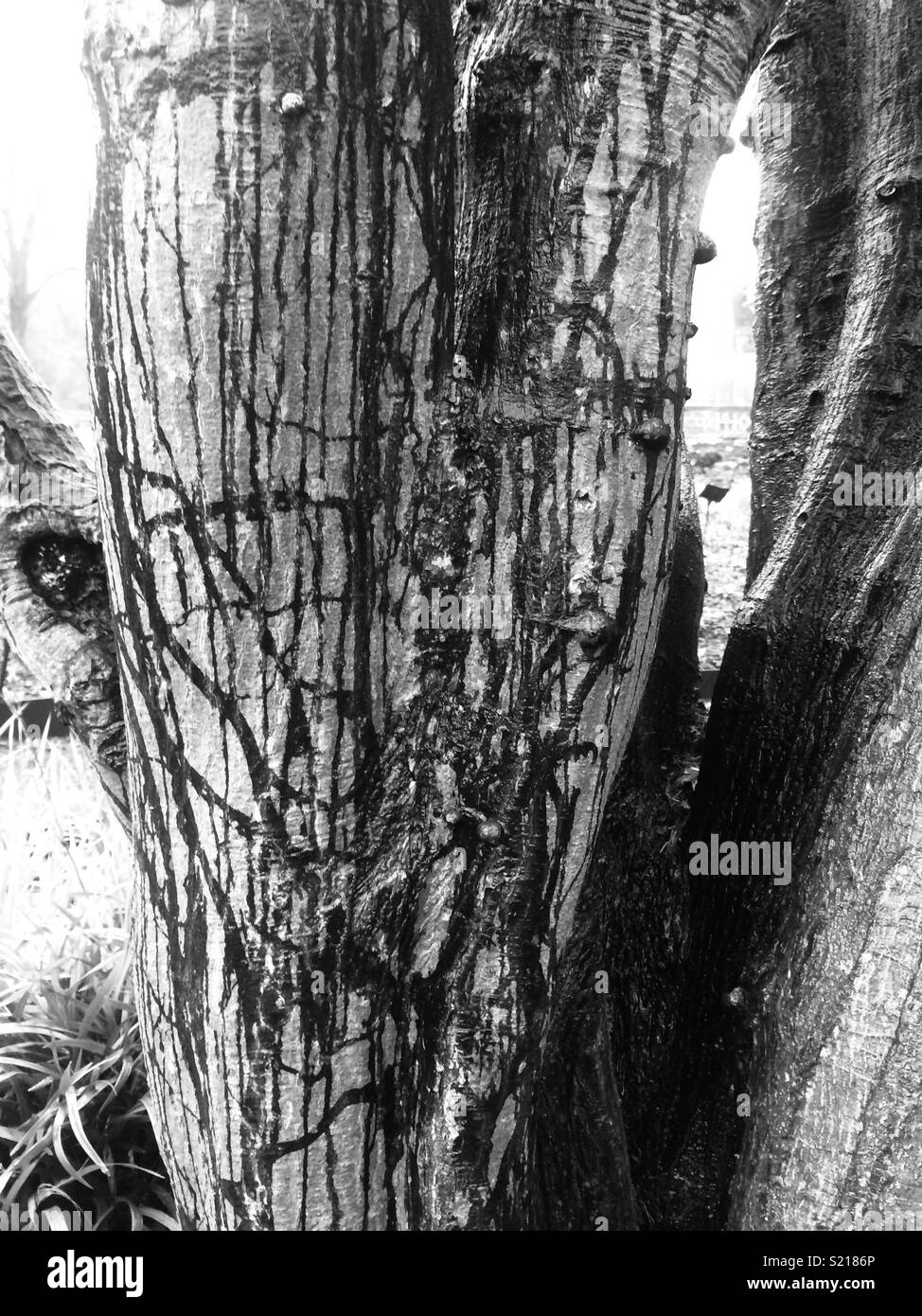 Tree is crying hi-res stock photography and images - Alamy