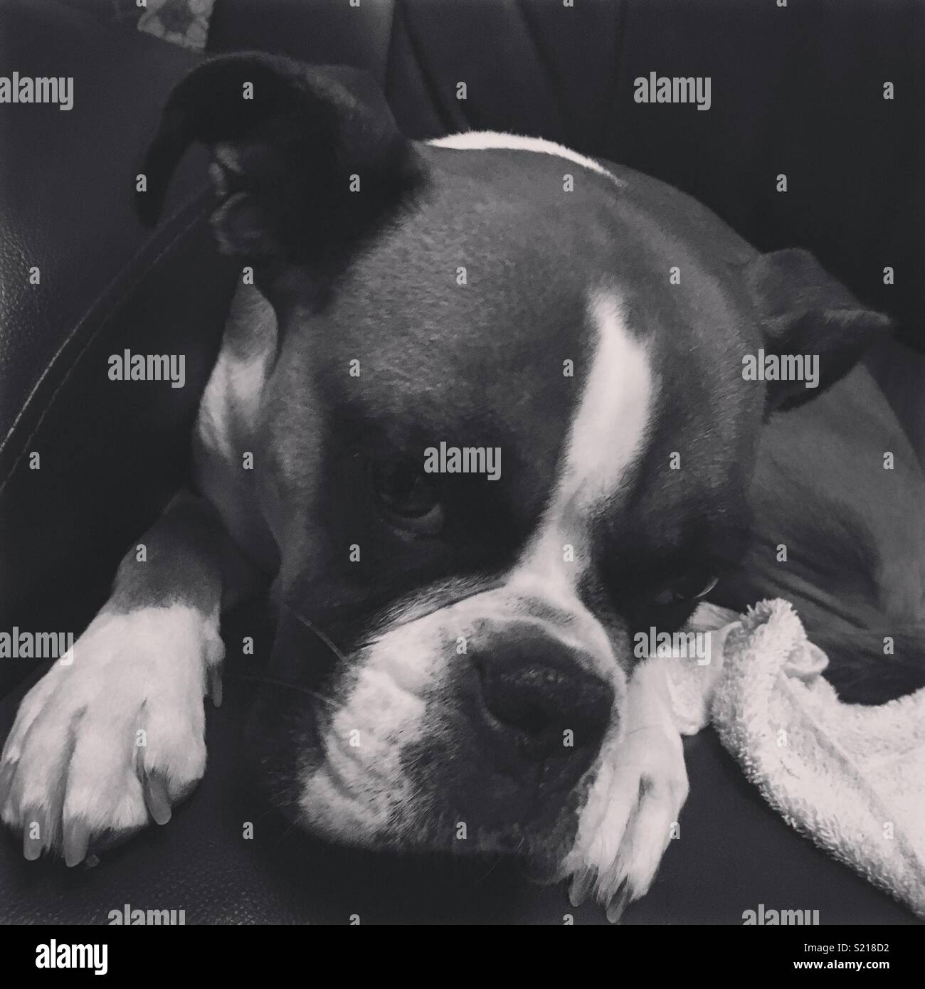 Contemplating dog hi-res stock photography and images - Alamy