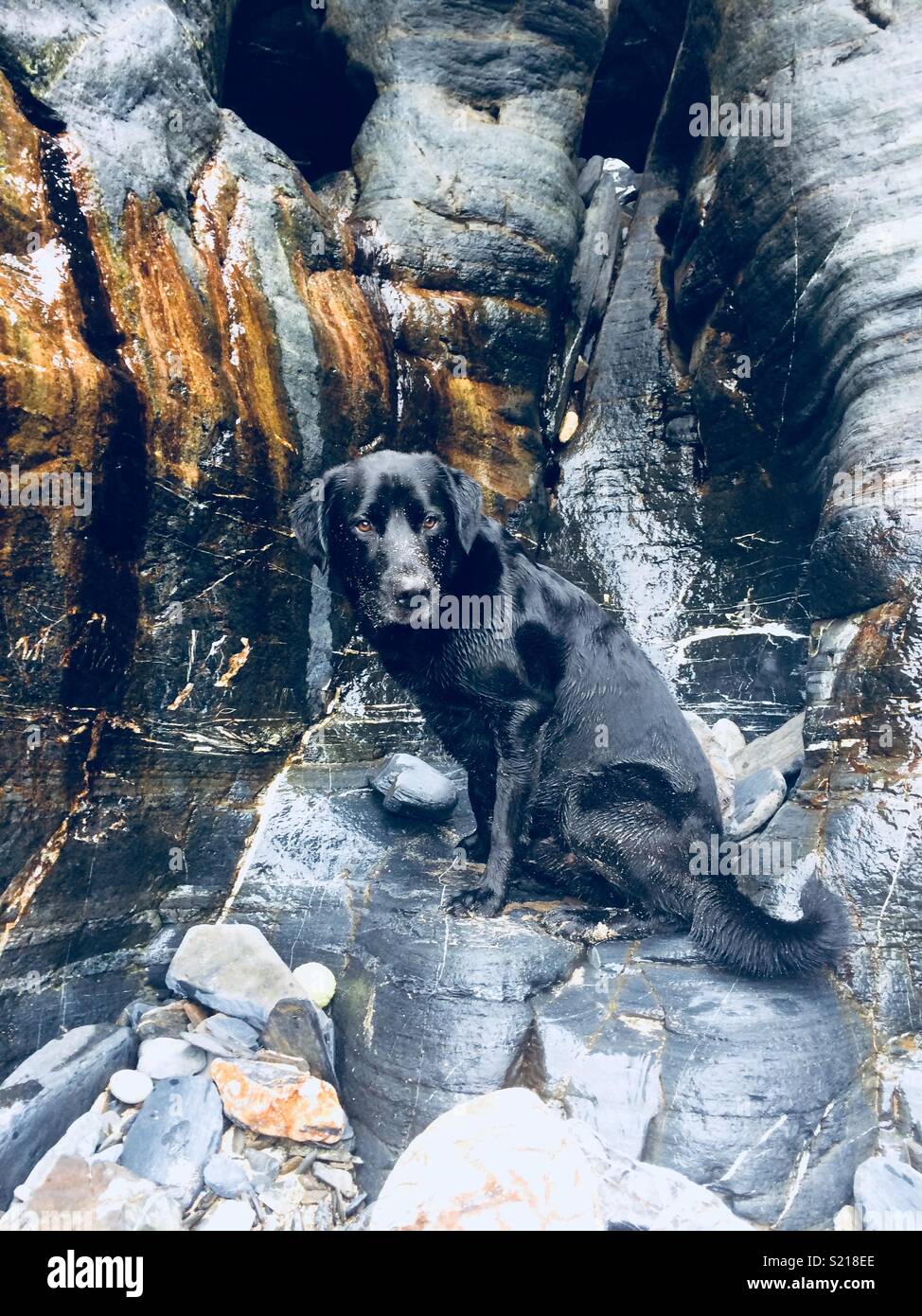 Dog on a Rock Pt2 Stock Photo - Alamy