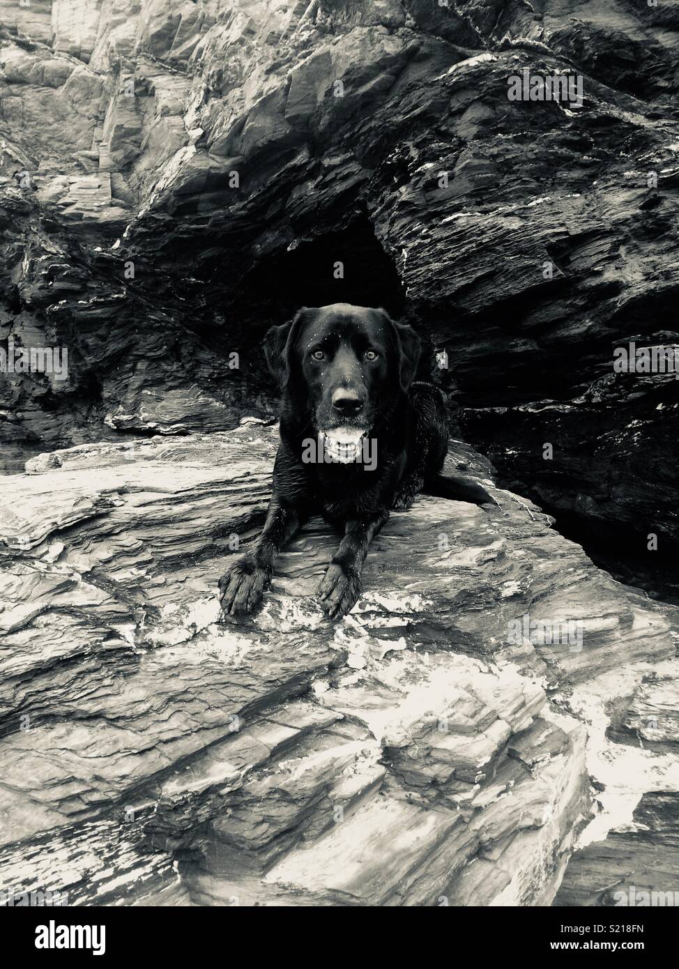 Dog Laying on a Rock Stock Photo - Alamy