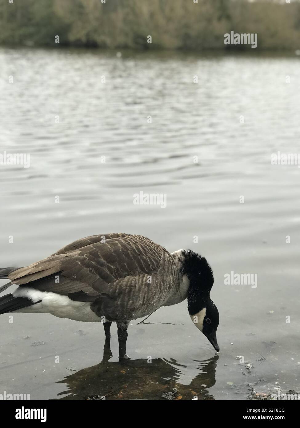 Drinking duck hi-res stock photography and images - Alamy