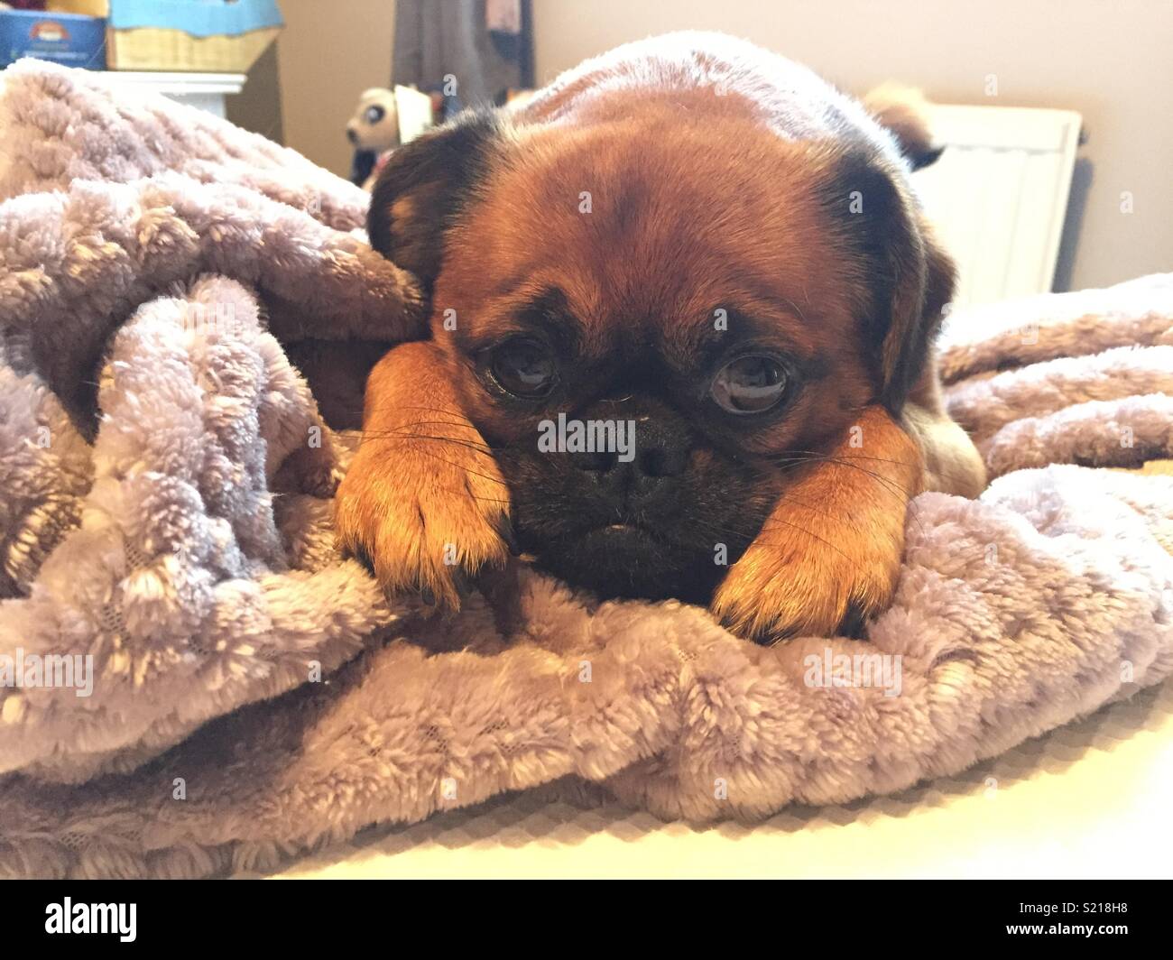 Grumpy dog hi-res stock photography and images - Alamy
