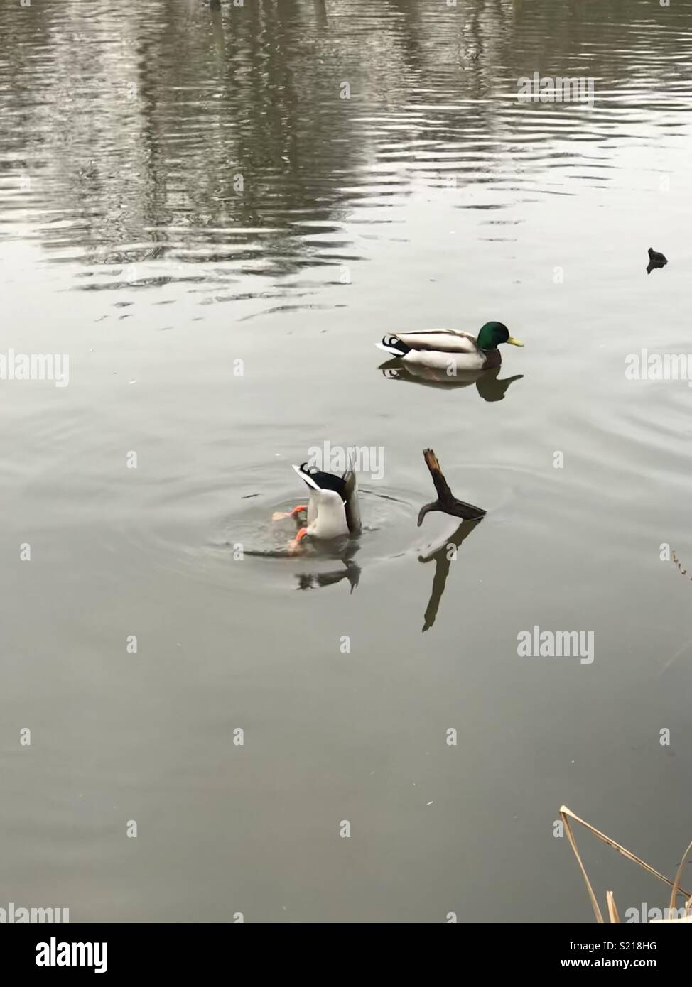 Duck pond diving hi-res stock photography and images - Alamy