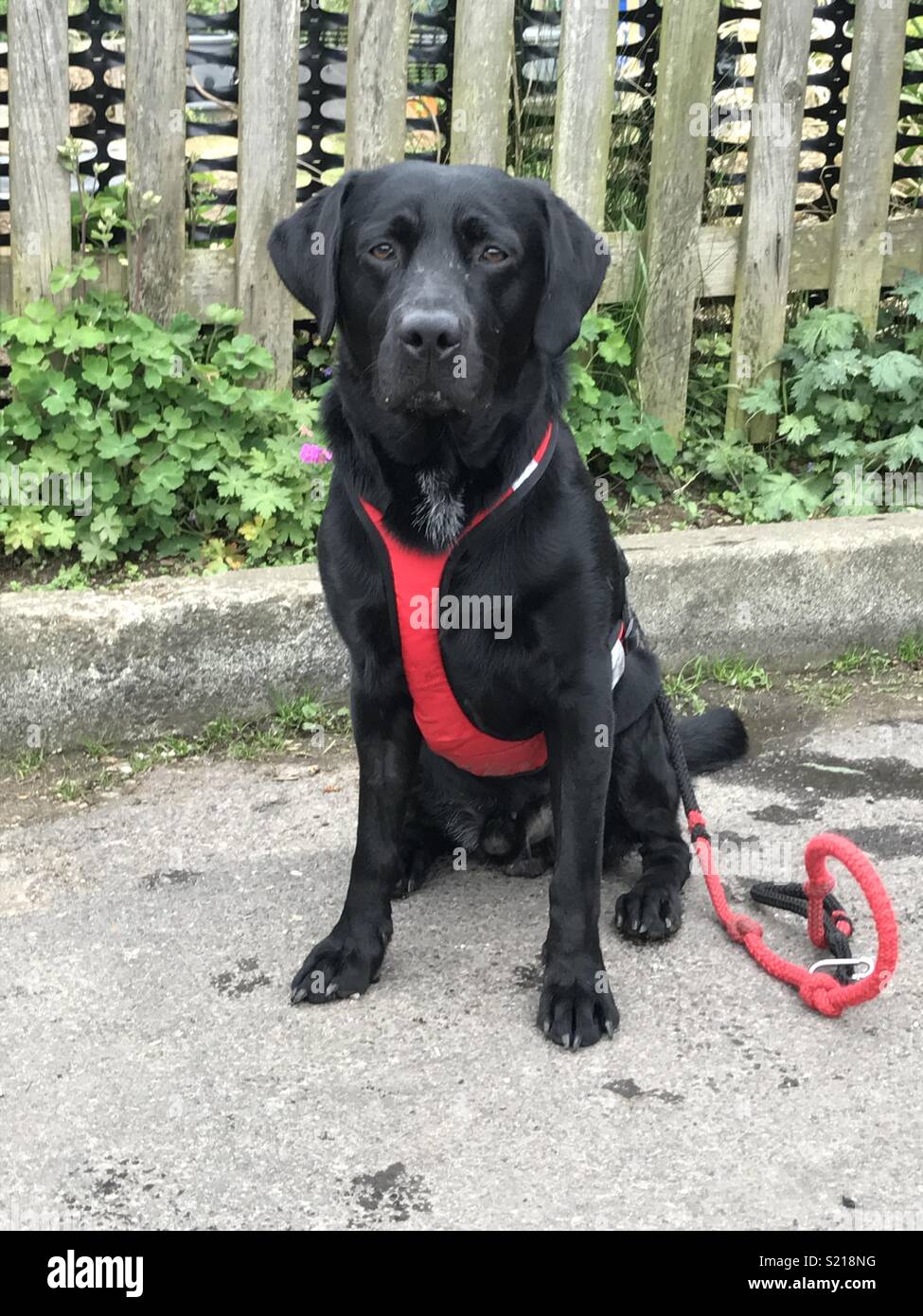 Black harness hi-res stock photography and images - Alamy