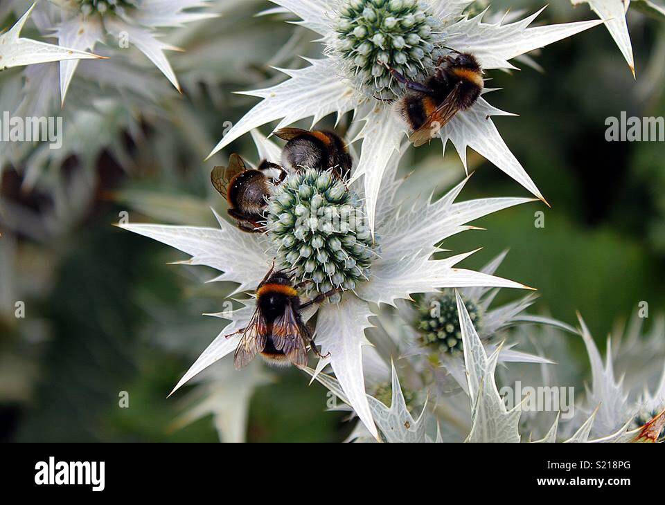 Bumble bees busy buzzing around Stock Photo - Alamy