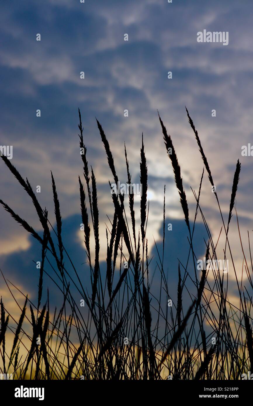Moody grass hi-res stock photography and images - Alamy