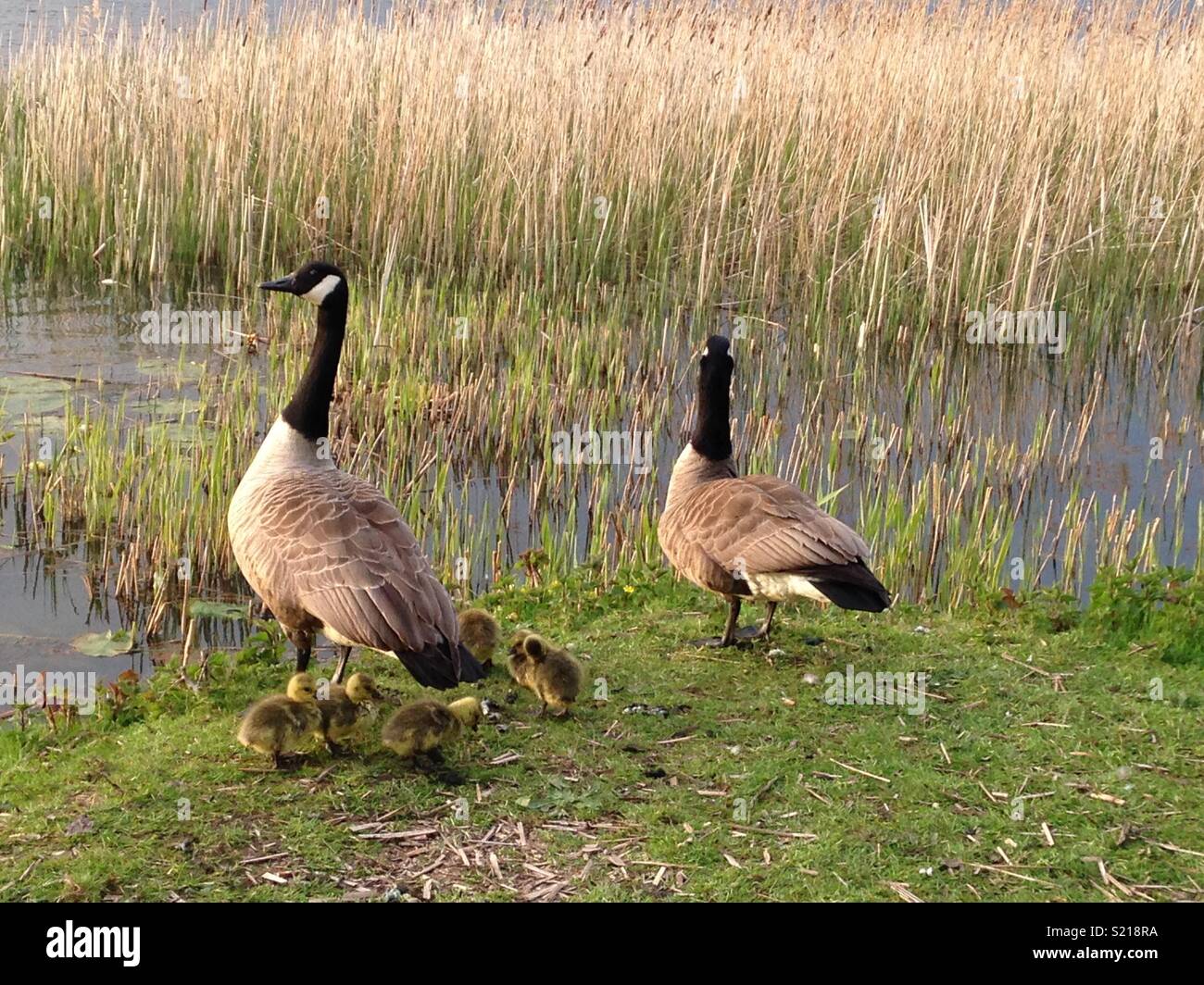 Mother goose hi-res stock photography and images - Alamy