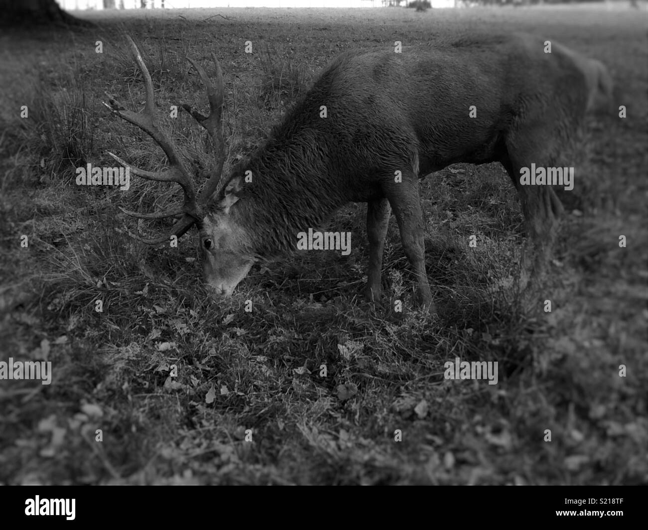 Wild Scottish stag Stock Photo - Alamy