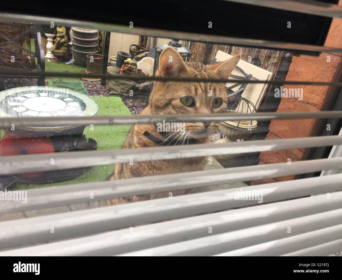 Cat peeping hi-res stock photography and images - Alamy