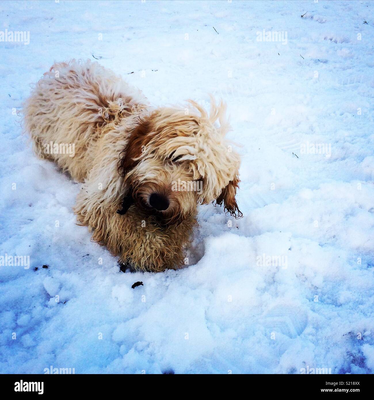Cute cockapoo hi-res stock photography and images - Alamy