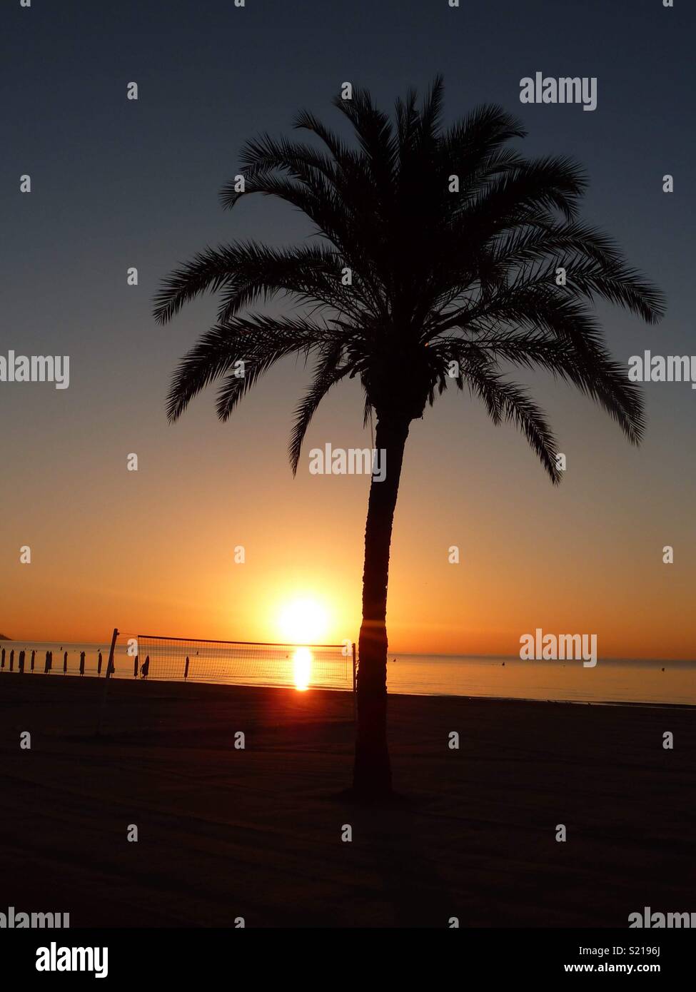 Palm tree and the rising sun Stock Photo - Alamy