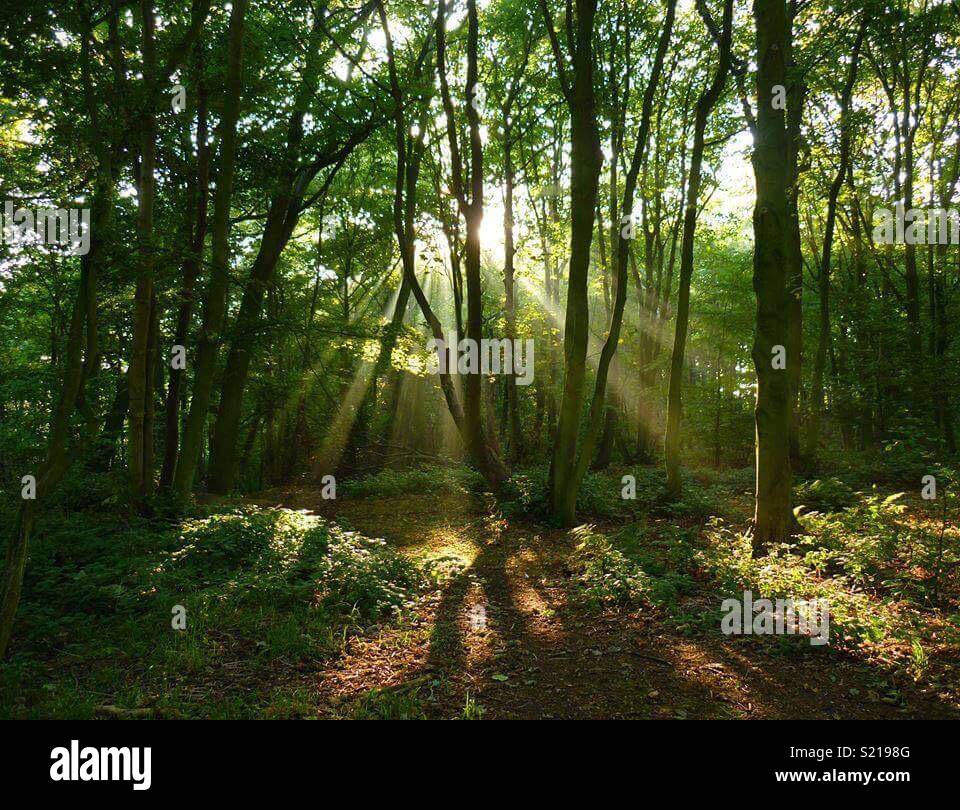 Daybreak at Marbury Country Park Stock Photo - Alamy
