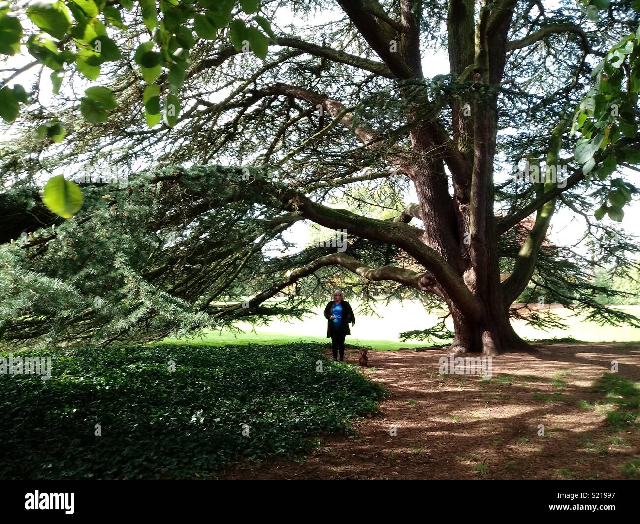 Tree branching out hi-res stock photography and images - Alamy