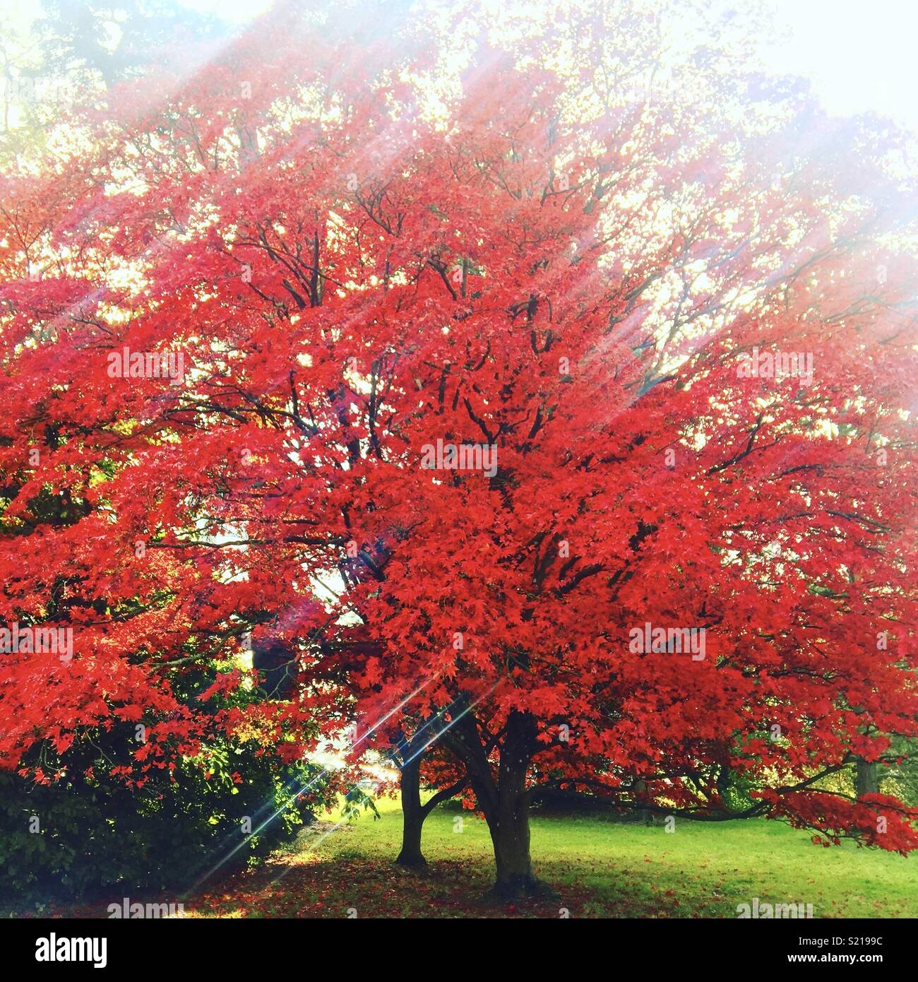 The colourful tree Stock Photo - Alamy