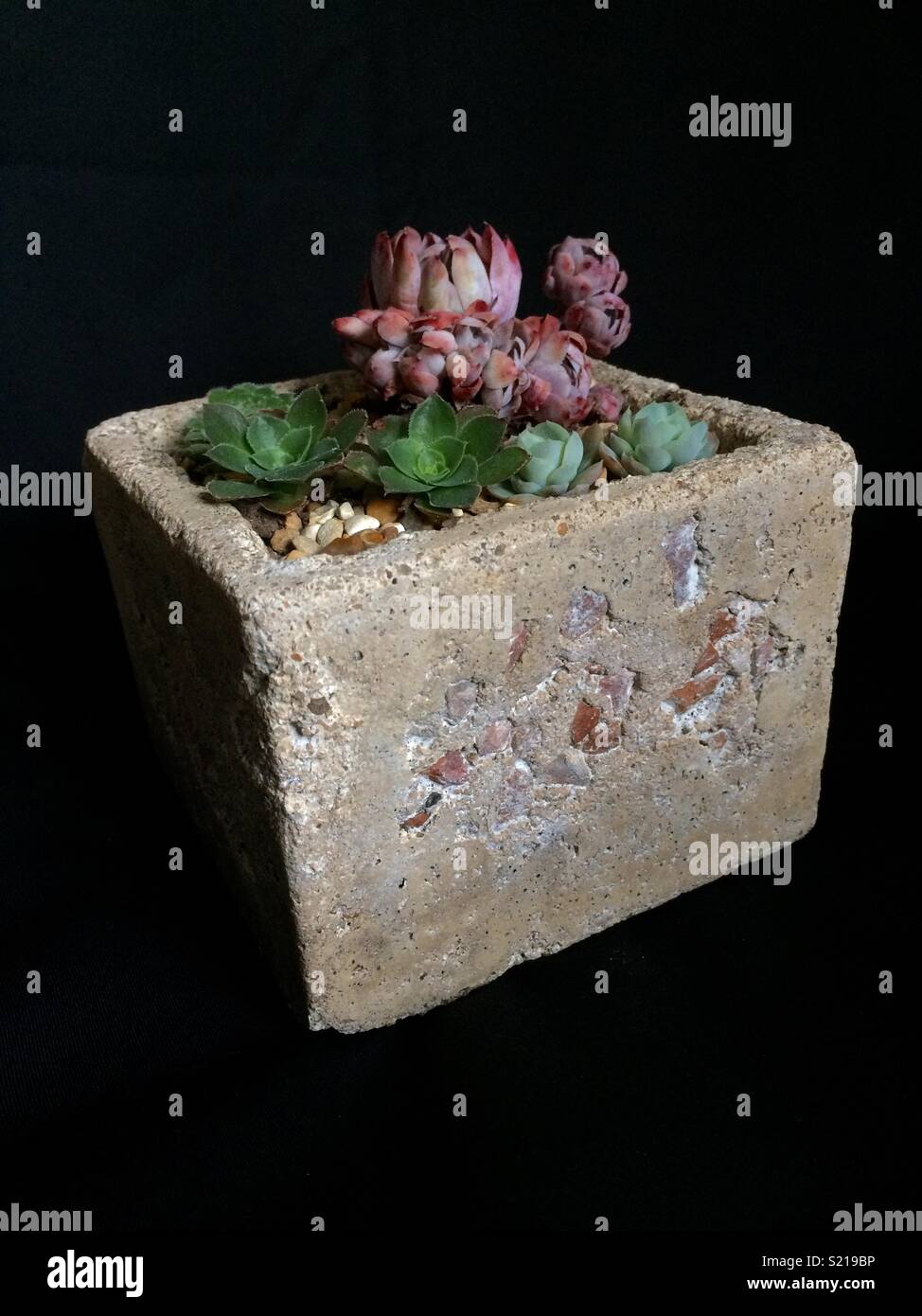 Succulents house plants hi-res stock photography and images - Alamy
