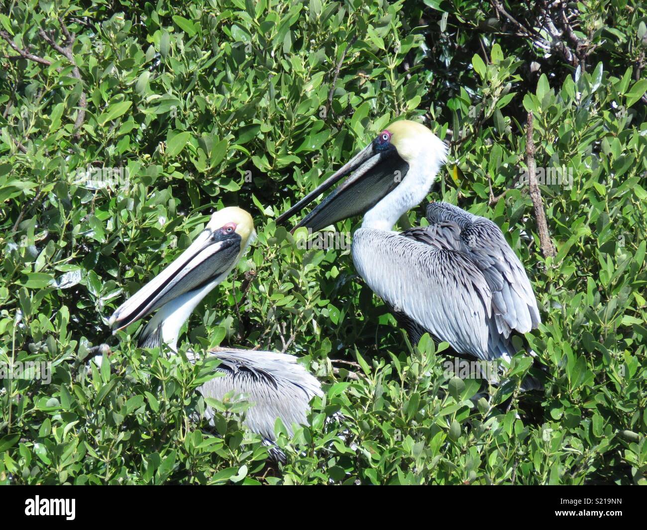 Isla de mexico hi-res stock photography and images - Alamy