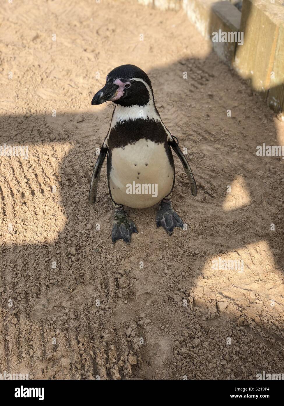 Penguin in shade Stock Photo - Alamy