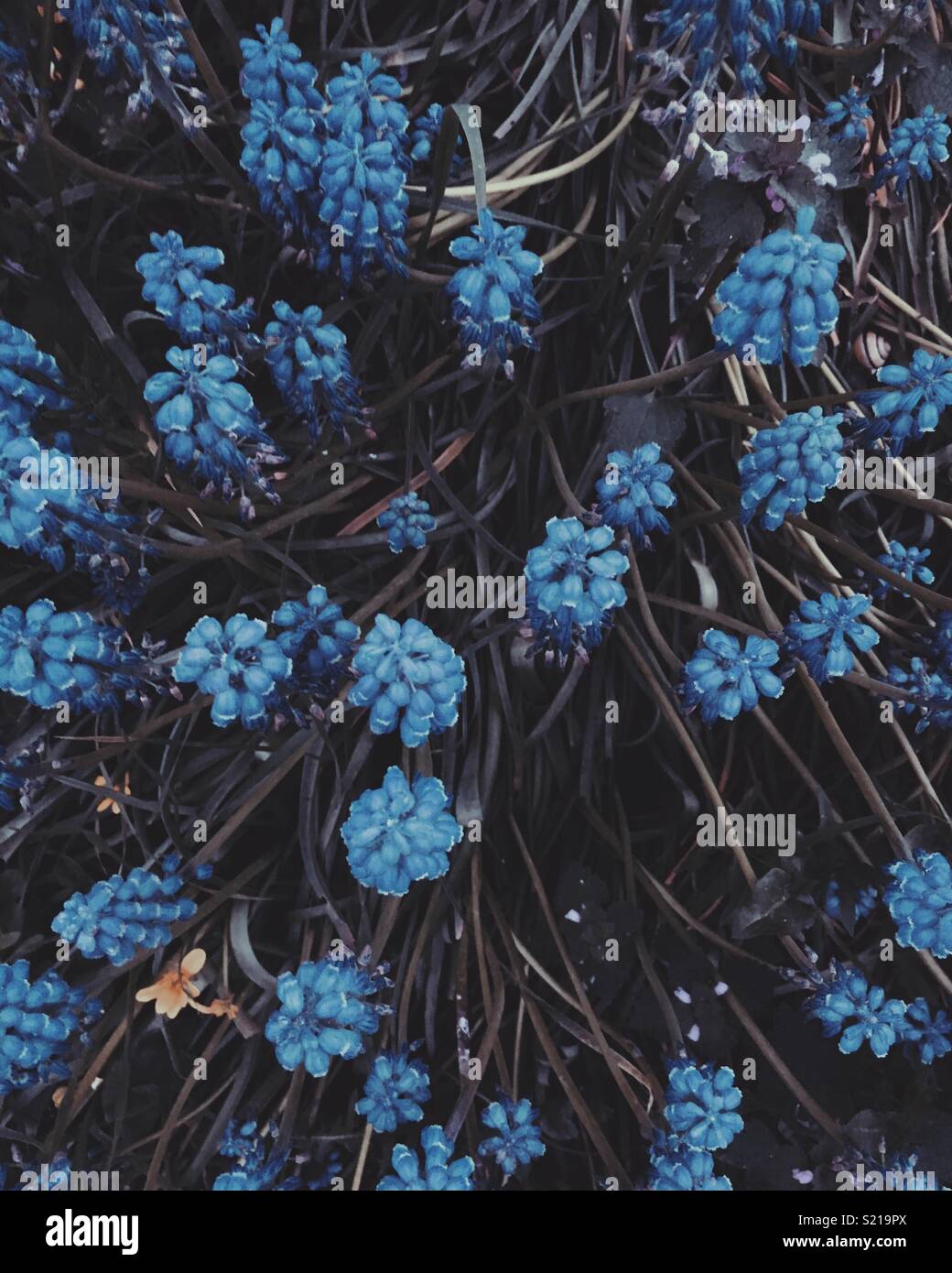 Blue theme background hi-res stock photography and images - Alamy