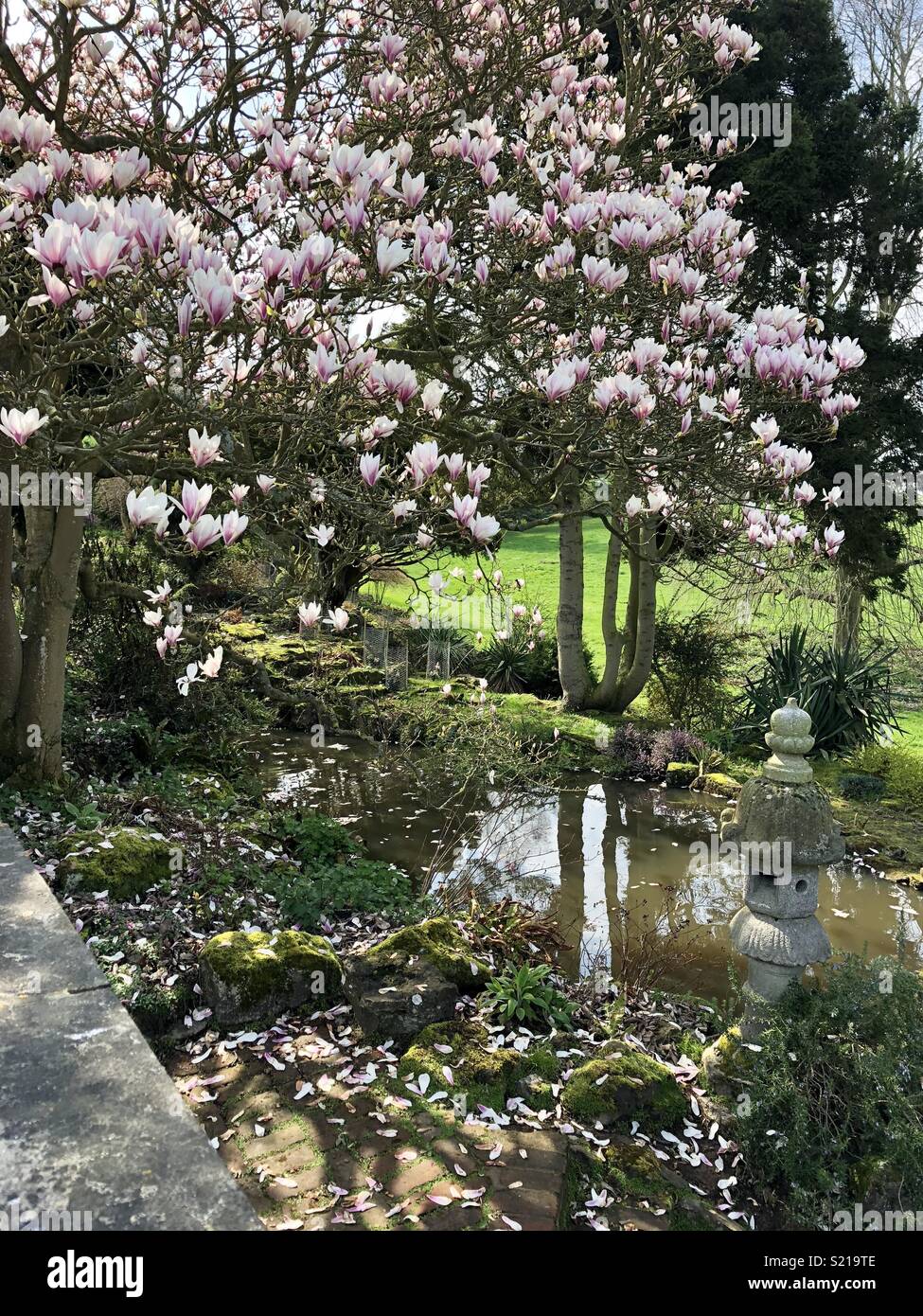 Japanese magnolia hi-res stock photography and images - Alamy
