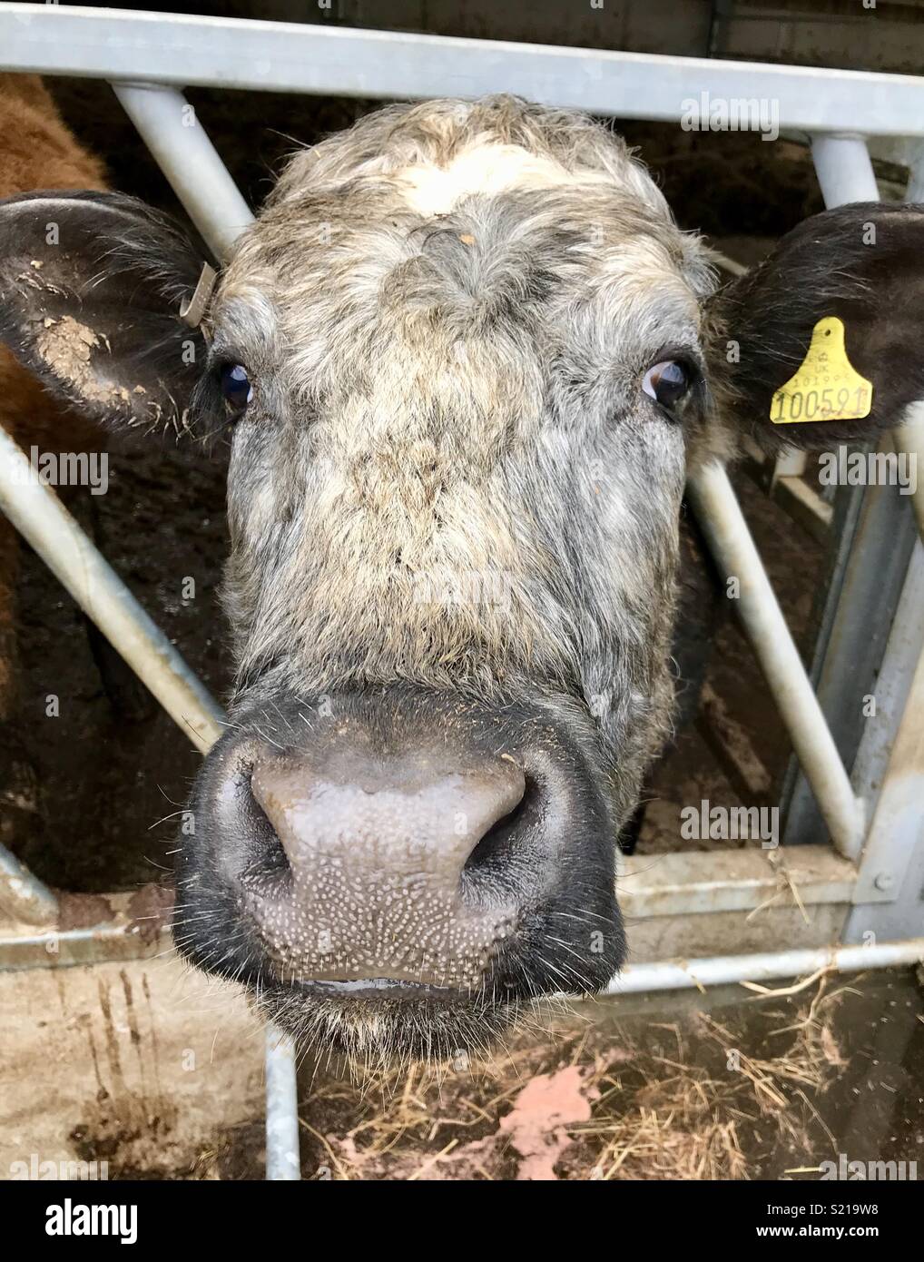 Close up of a cows face Stock Photo - Alamy