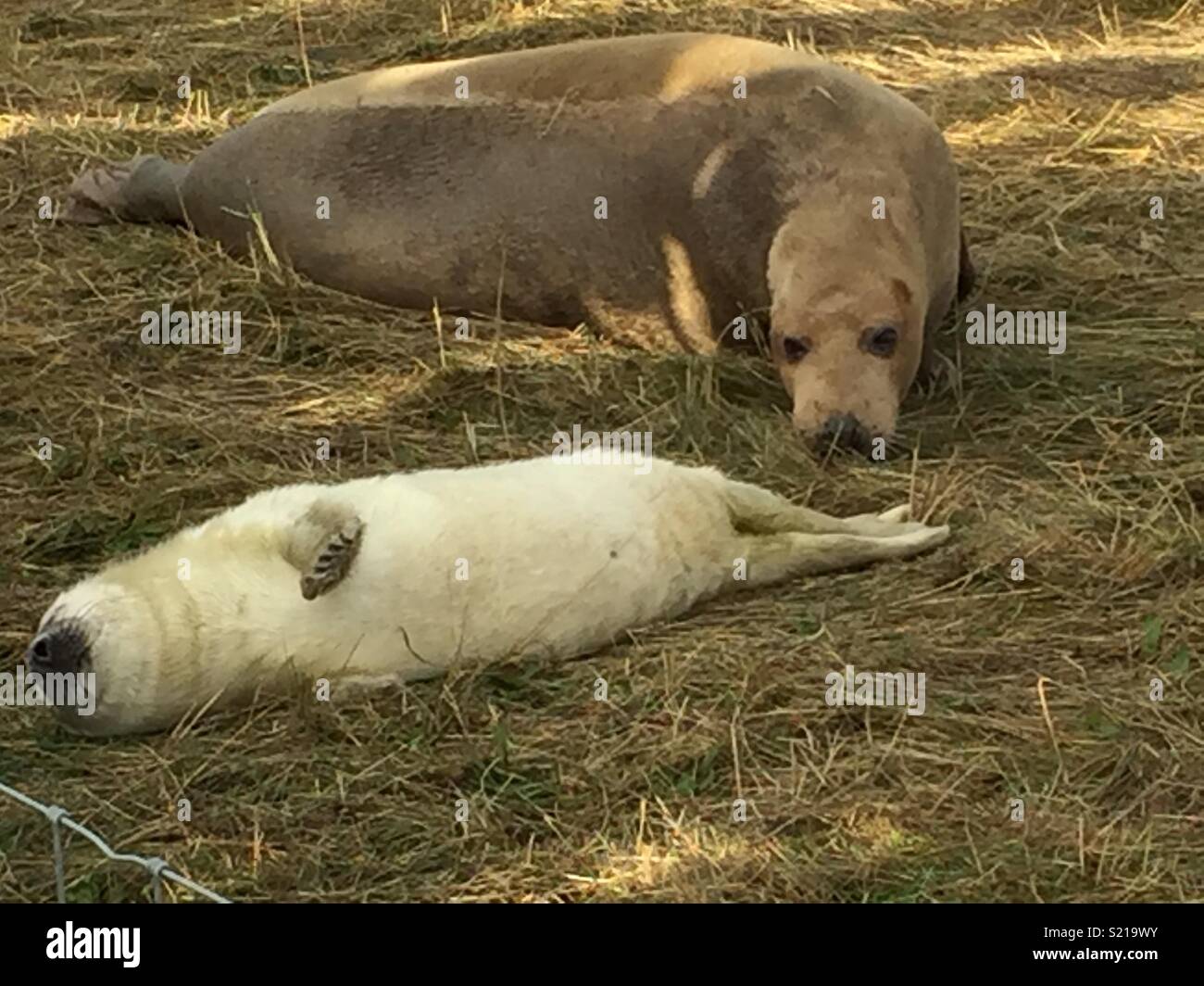 Baby seals hi-res stock photography and images - Alamy