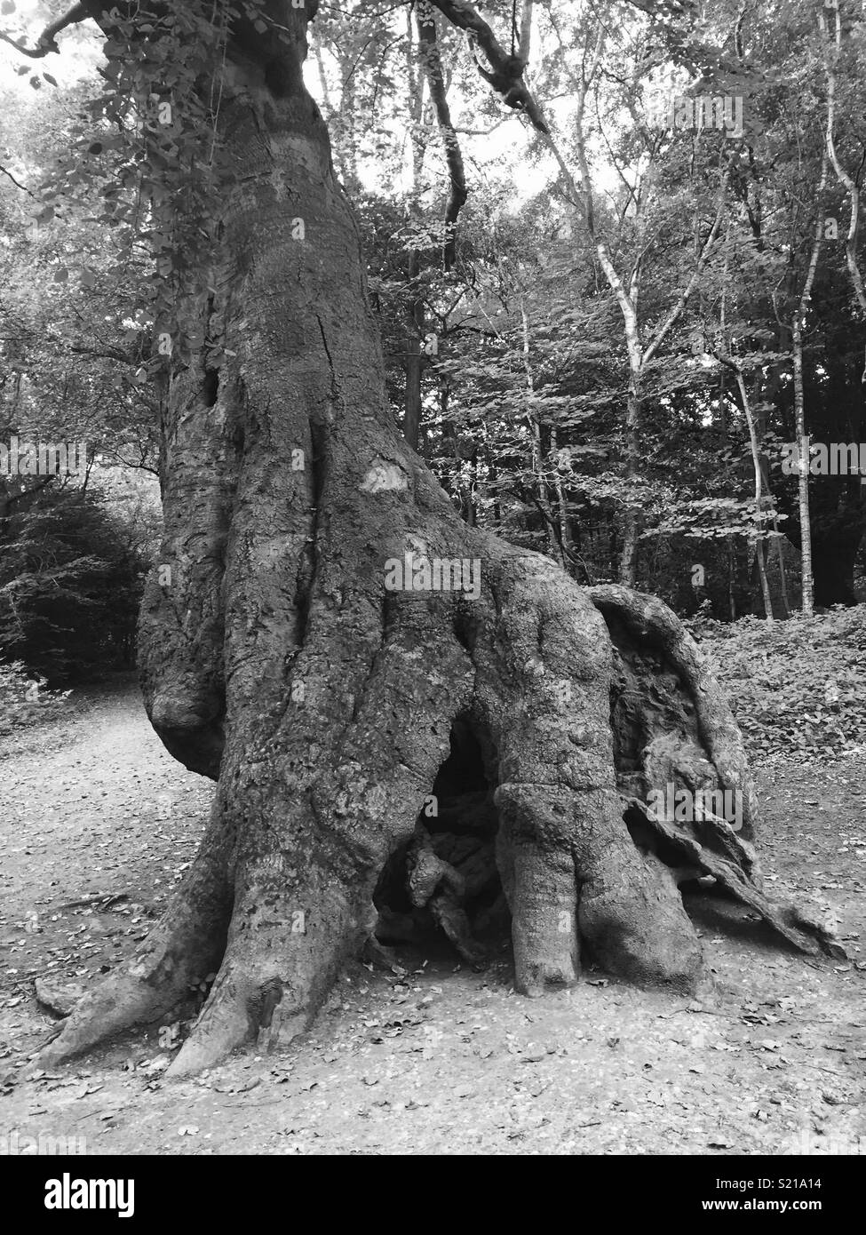 Gnarled old tree hi-res stock photography and images - Alamy