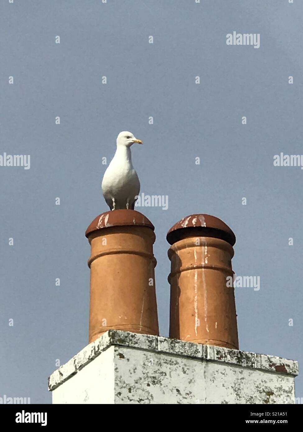 Seagull on chimney pot hi-res stock photography and images - Alamy