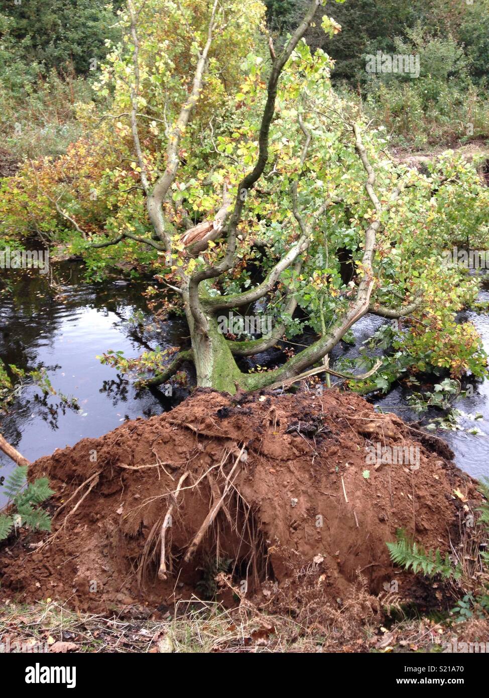 Eroded tree roots hi-res stock photography and images - Alamy