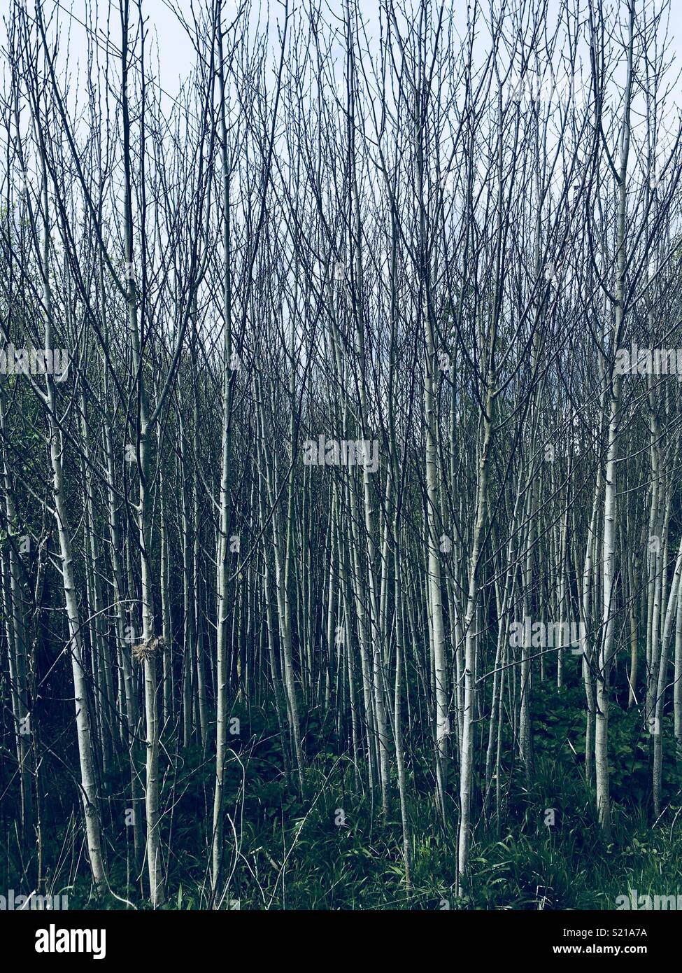 Rows of trees Stock Photo - Alamy